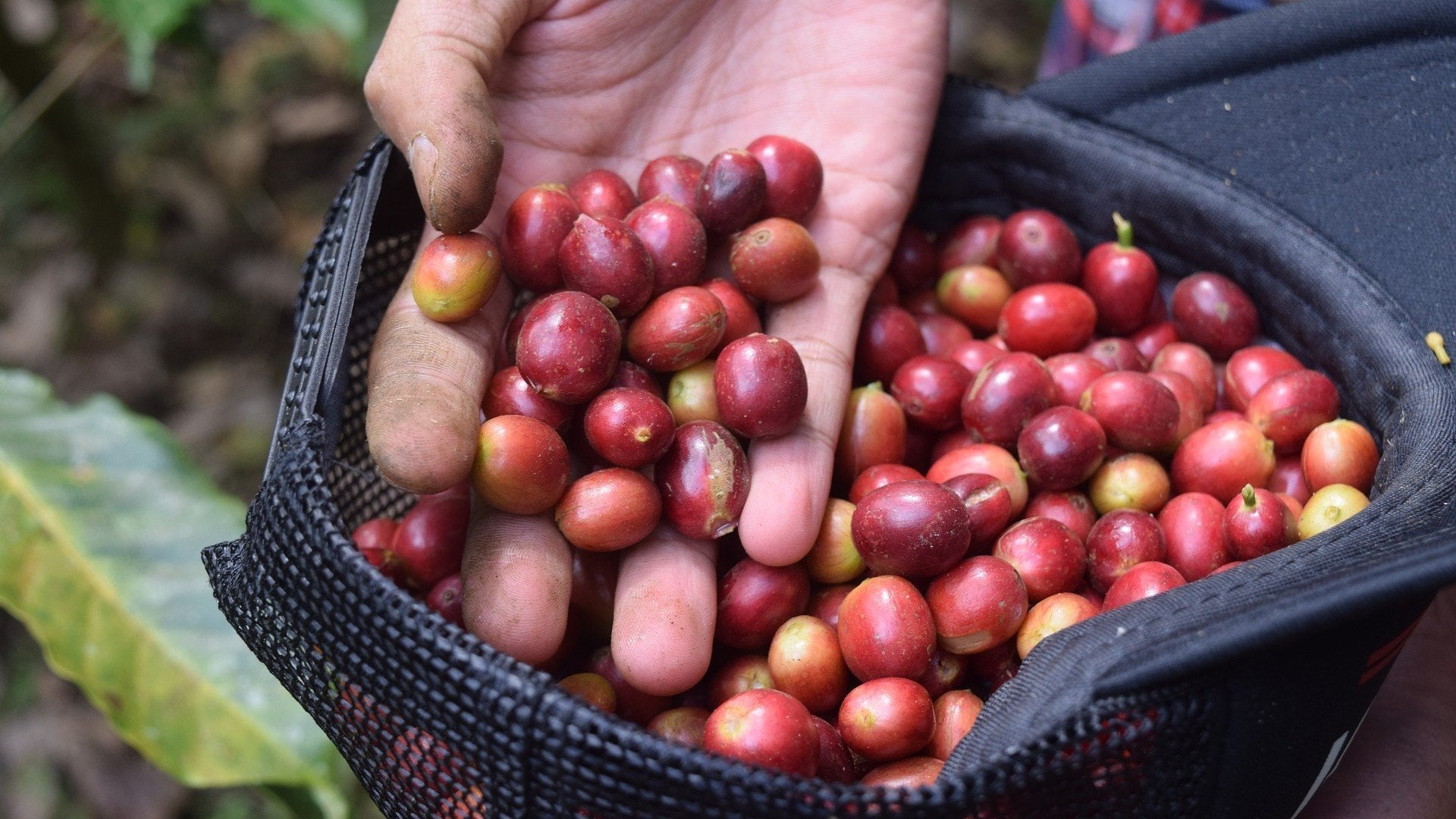 Geschichte und Herkunft des Kaffee: Wie der Kaffee zu uns kam... – gute ...
